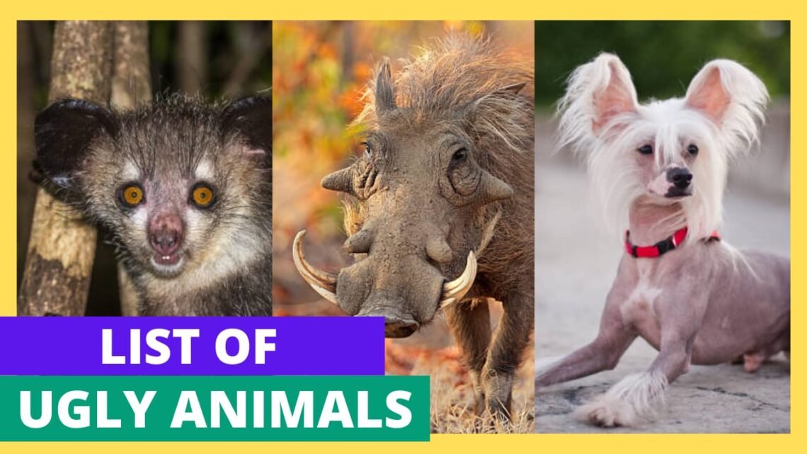 Embracing the Unconventional Beauty of Ugly Animals
