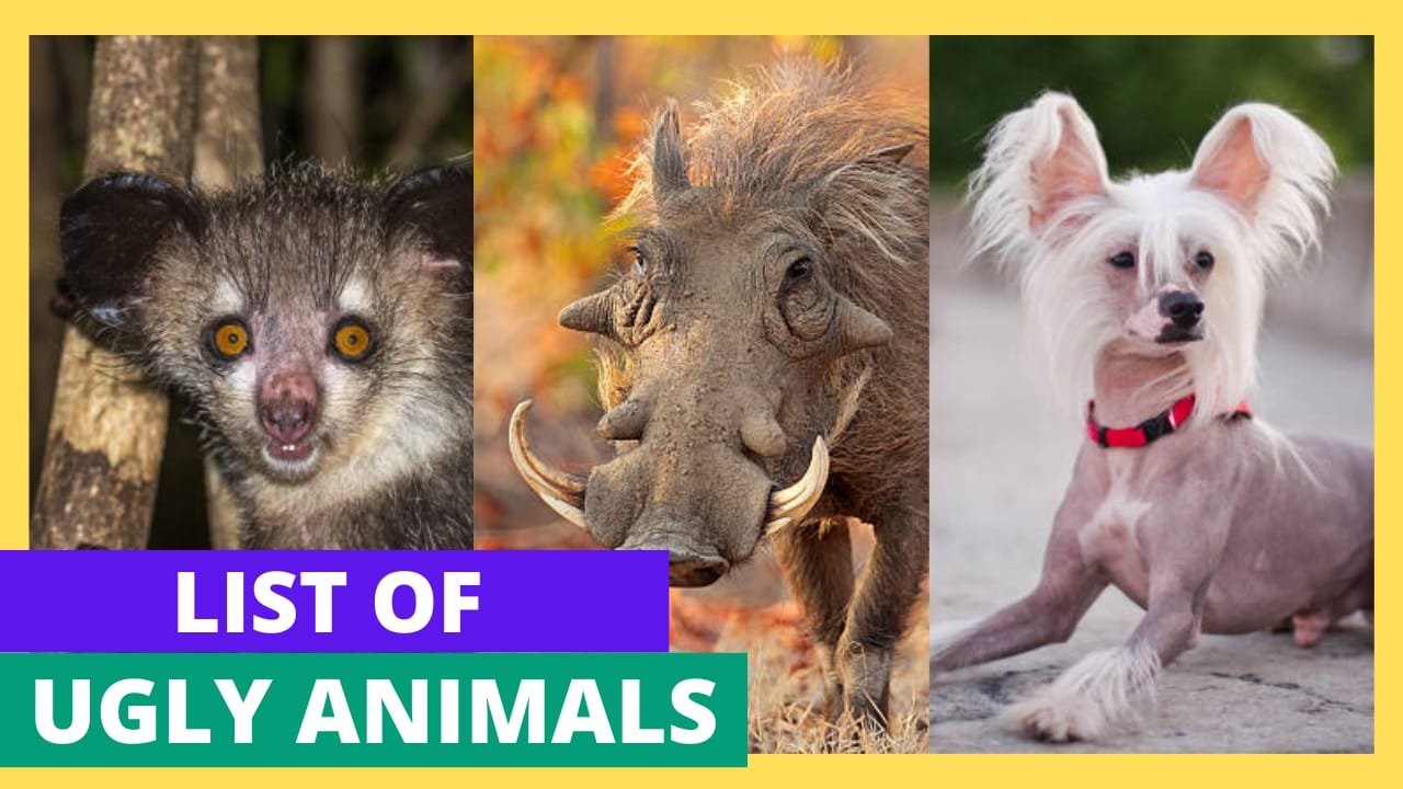 Embracing the Unconventional Beauty of Ugly Animals